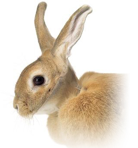 BUSTER Rabbit Collar size 5.0cm